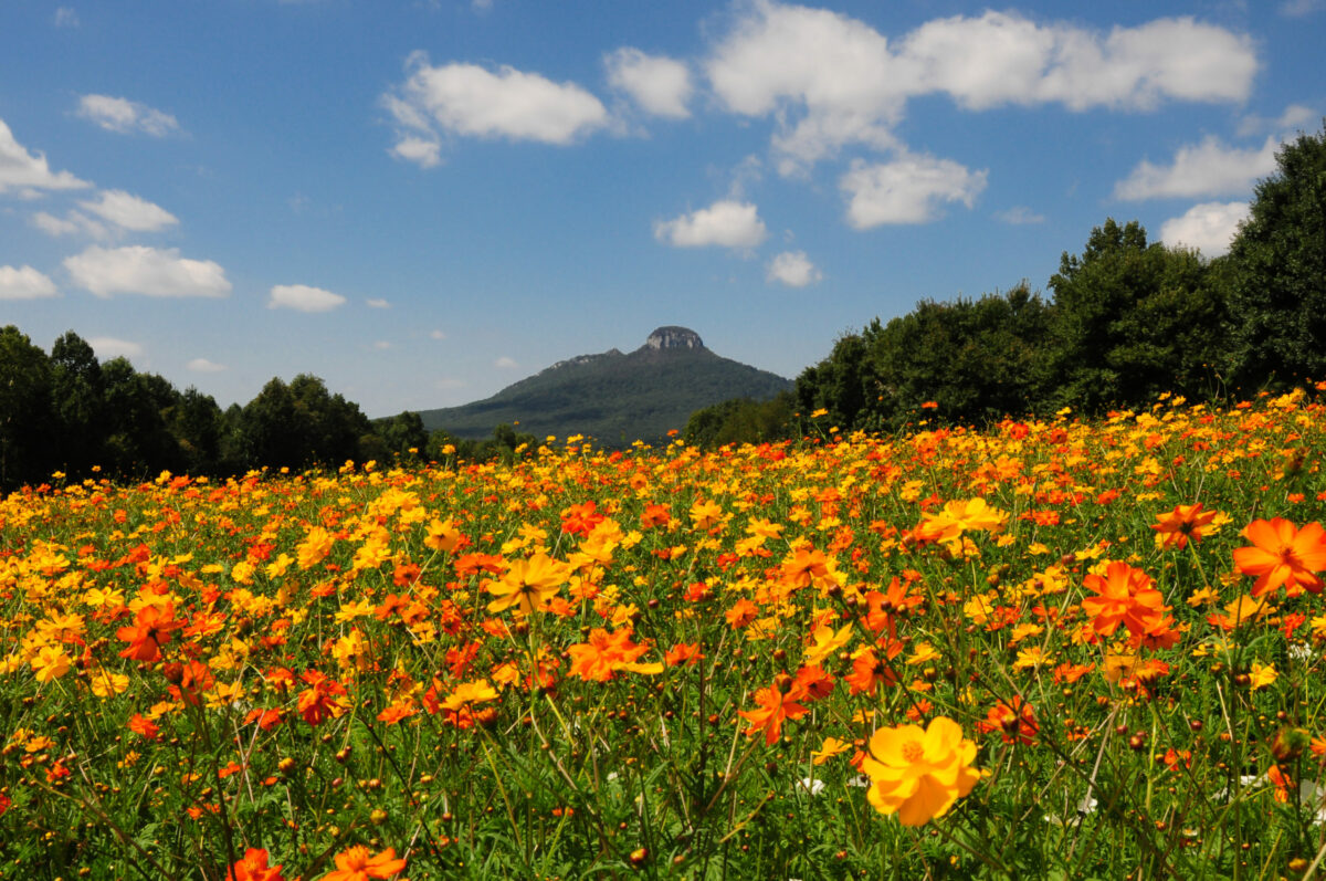 12 Day Trips In North Carolina That Are An Absolute Must-Do