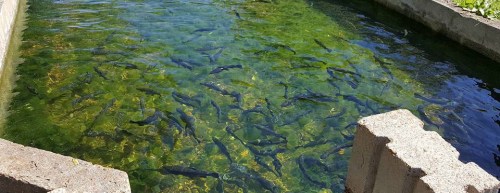 15 Unique And Fun Day Trips In Tennessee