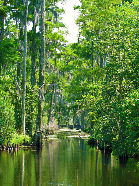 Explore the Most Scenic Places in Louisiana