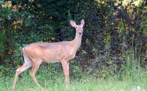 16 Photos of Wildlife in Georgia That'll Drop Your Jaw!