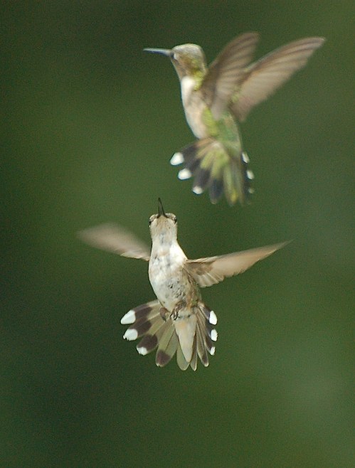 These 33 Large Birds In Virginia Will Leave You In Awe