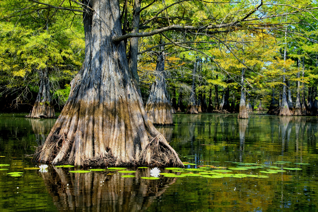 Hidden Gems In Louisiana: Little-Known Places To Explore