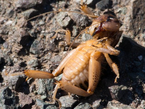 Find These 13 Creepy Insects In Nevada