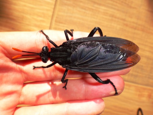 Find These 13 Creepy Insects In Nevada