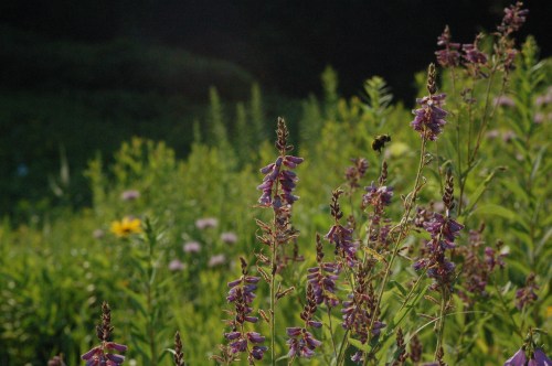 Beautiful Gardens In Minnesota: Put These 16 On Your List