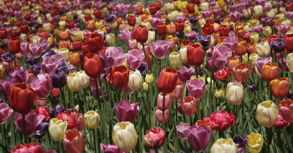 These Pretty Gardens In Iowa Are Amazing For A Spring Day