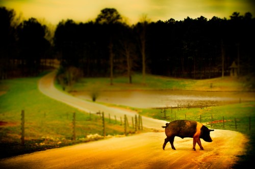 Top 10 Scenic Drives in Georgia You Must Experience