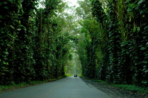 The 12 Best Scenic Drives In Hawaii Will Fuel Your Wanderlust