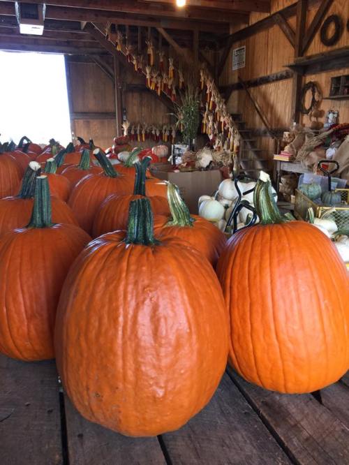 The Best Pumpkin Patches In Kentucky To Visit This Fall
