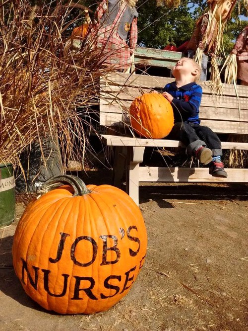 Here Are Some Of The Best Pumpkin Patches In Washington
