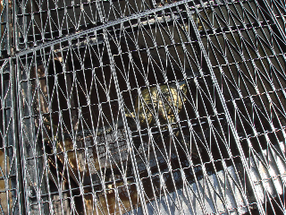 What Lies Beneath The Streets Of Kansas? The Wichita Troll!