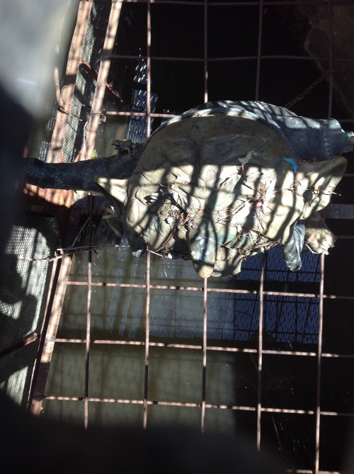 What Lies Beneath The Streets Of Kansas? The Wichita Troll!