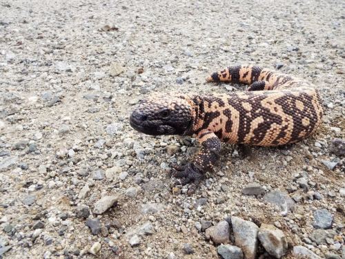 13 Dangerous Creatures In Arizona That Could Kill You