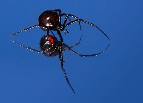 13 Dangerous Creatures In Arizona That Could Kill You