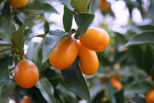 Iconic Florida Food: 13 Of The Best Florida Foods