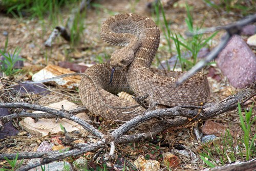 13 Dangerous Creatures In Arizona That Could Kill You