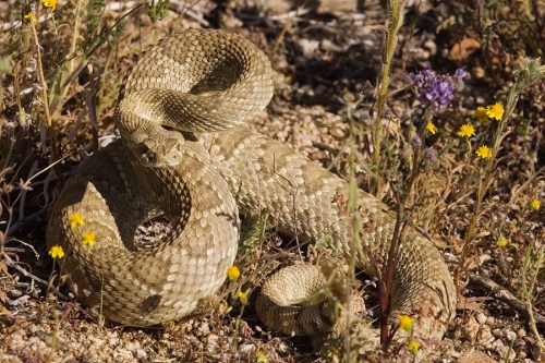 13 Dangerous Creatures In Arizona That Could Kill You