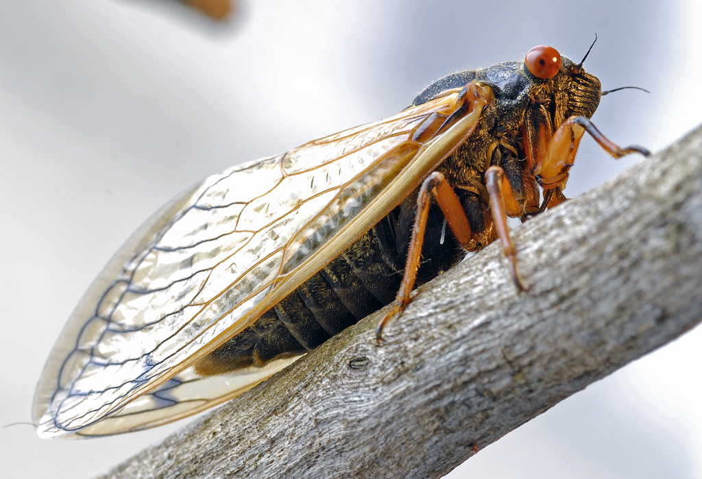 9 Common Insects In South Dakota
