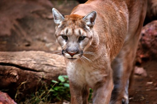 13 Dangerous Creatures In Arizona That Could Kill You