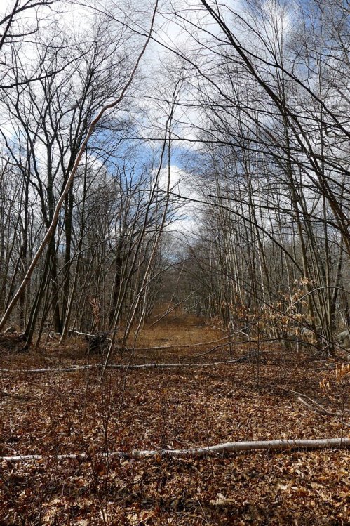 Dogtown In Massachusetts Is A Creepy Ghost Town