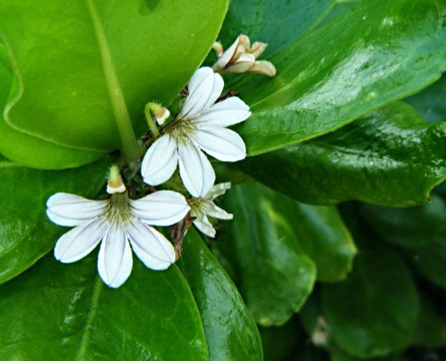 Here Are Some Truly Fascinating Stories In Hawaiian Mythology