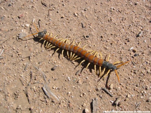 13 Dangerous Creatures In Arizona That Could Kill You