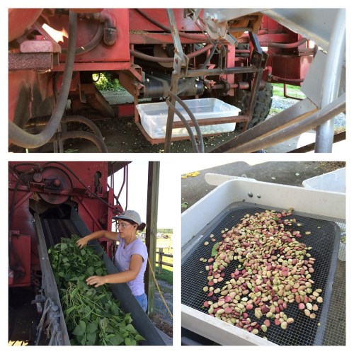 These 18 Iconic Foods in Delaware Are Sure To Make You Think Of Home