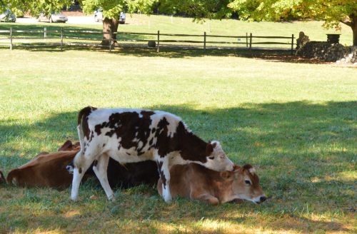 The Best Farms In Massachusetts For Every Taste