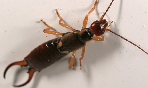 Unsettling, Fascinating Insects In Maryland