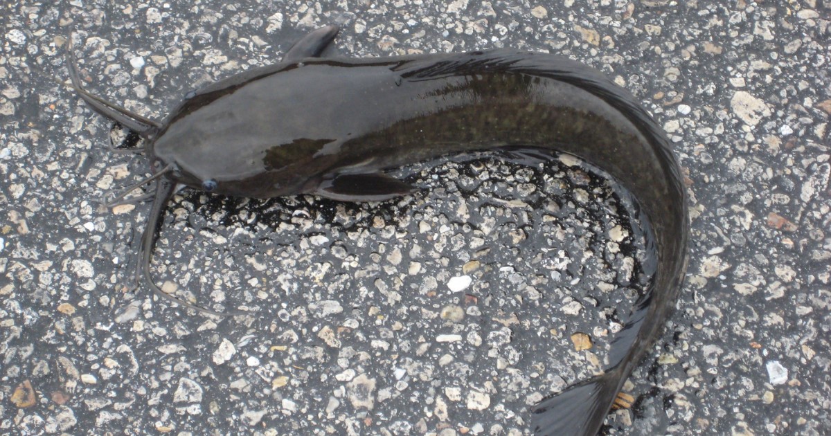 Raining Fish: The Weirdest Thing That Has Ever Happened in SC