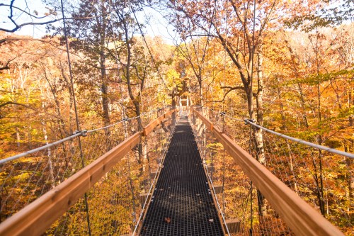 The Breathtaking Murch Canopy Walk In Ohio at Holden Arboretum