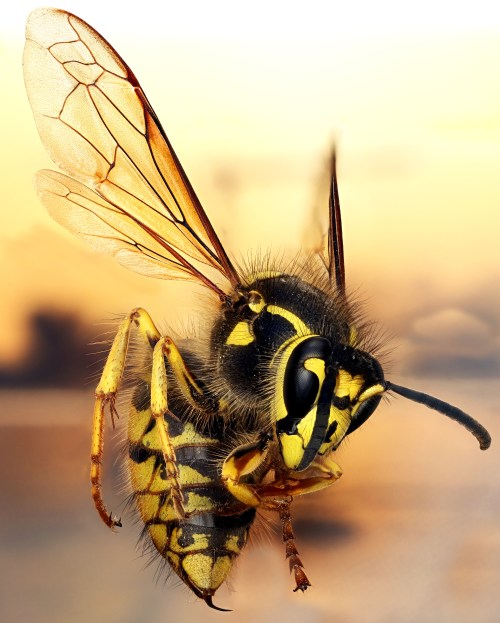10 Bugs In Montana That Are Super Creepy