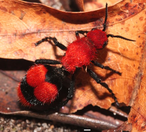 10 Bugs In Montana That Are Super Creepy