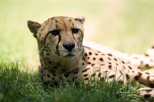 The Wilds Is An African Safari That's Right Here In Ohio