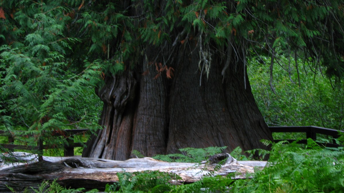 This Ancient Cedar Tree In Idaho Is Older Than Most Countries