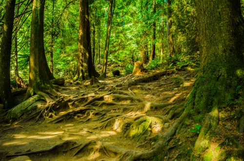 This Ancient Cedar Tree In Idaho Is Older Than Most Countries