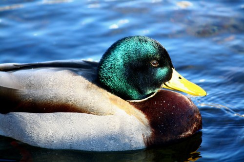 19 Lake Champlain Facts In Vermont You May Not Have Known