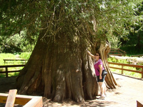This Ancient Cedar Tree In Idaho Is Older Than Most Countries