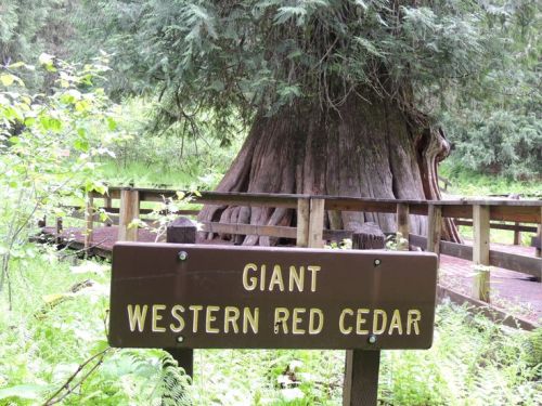 This Ancient Cedar Tree In Idaho Is Older Than Most Countries