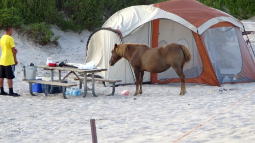 Top 9 Beach Camping Spots in Maryland