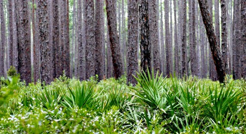 Explore The Best Natural Wonders In Georgia