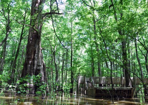 Explore Mississippi's Natural Wonders: A Road Trip Guide