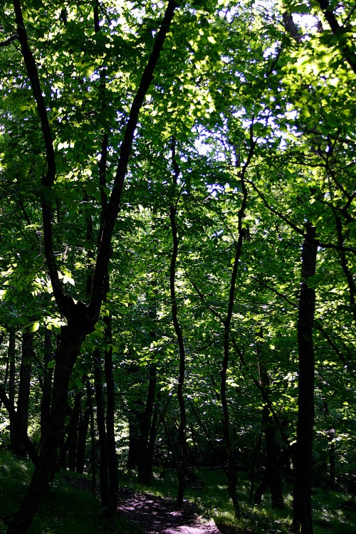 Hike To Mineral Springs: One Of The Best Natural Springs In North Dakota