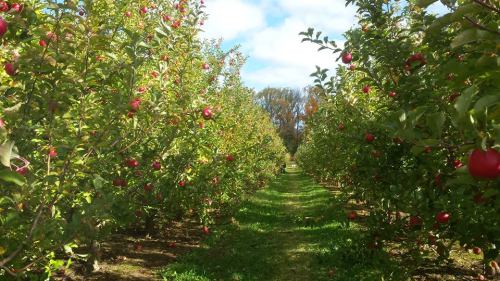 Go Apple Picking At The 10 Best Apple Orchards In Pennsylvania