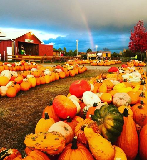 The 9 Best Pumpkin Patches In Pennsylvania To Visit This Fall