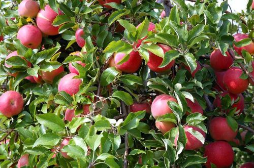 Go Apple Picking At The 5 Best Apple Orchards Near Pittsburgh