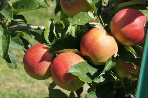 9 Of The Best Spots For Apple Picking In Rhode Island