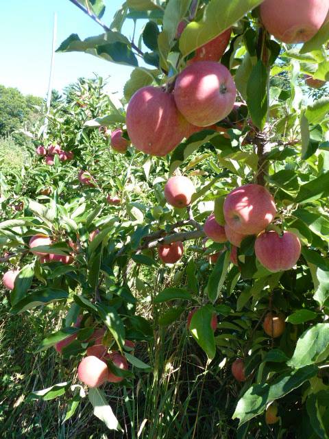 9 Of The Best Spots For Apple Picking In Rhode Island
