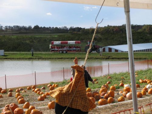 The 9 Best Pumpkin Patches In Pennsylvania To Visit This Fall