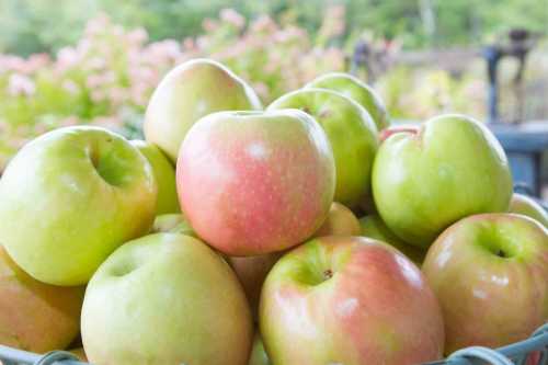 5 Best Orchards For Apple Picking In South Carolina